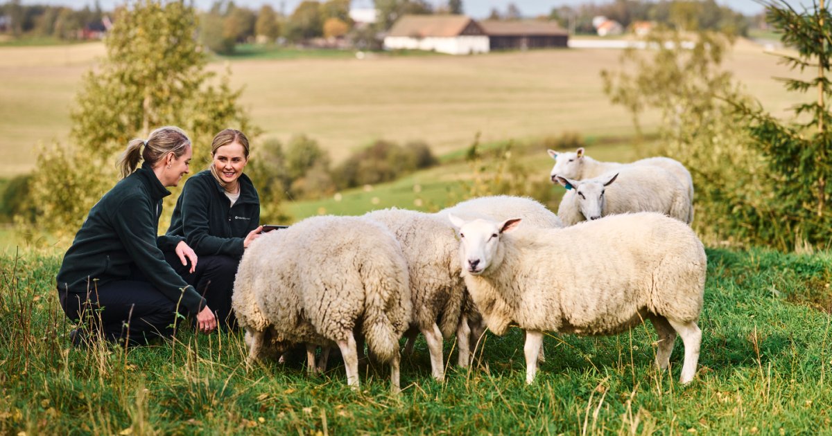 Nytt hovednettsted for Mattilsynet | Item